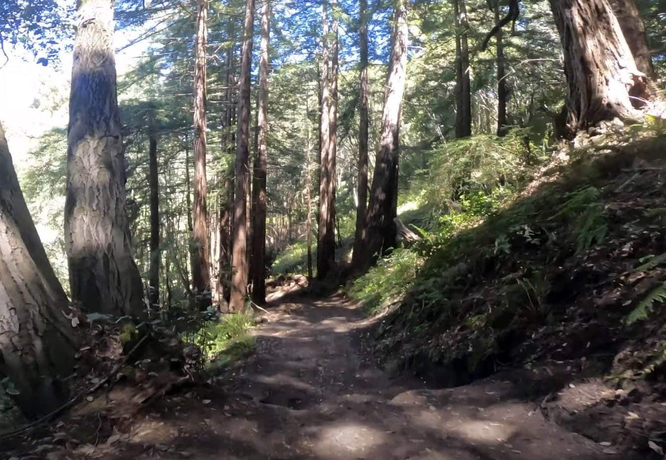 Wilder Side - Spokesman MTB